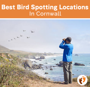 Best Bird Spotting Locations In Cornwall - barefootcornwall.com