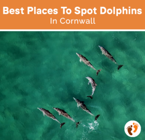 Best Places To Spot Dolphins In Cornwall - barefootcornwall.com