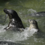 Seals In Cornwall: The Top 10 Places To Spot Them - barefootcornwall.com